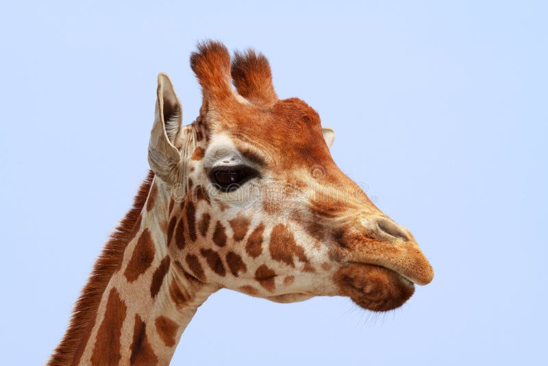 Giraffe Looking At Camera With Grin On Face Stock Photo - Image of ...