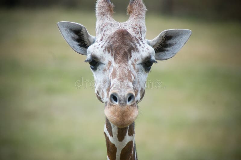Giraffe Looking into Camera Stock Image - Image of africa, mammal: 7515905