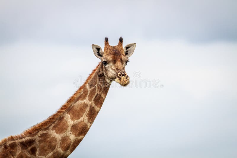 Giraffe Looking at the Camera. Stock Photo - Image of giraffe, mammal ...