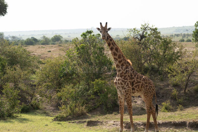 Giraffe Looking at Camera in the Masaai Mara Reserve Stock Image ...