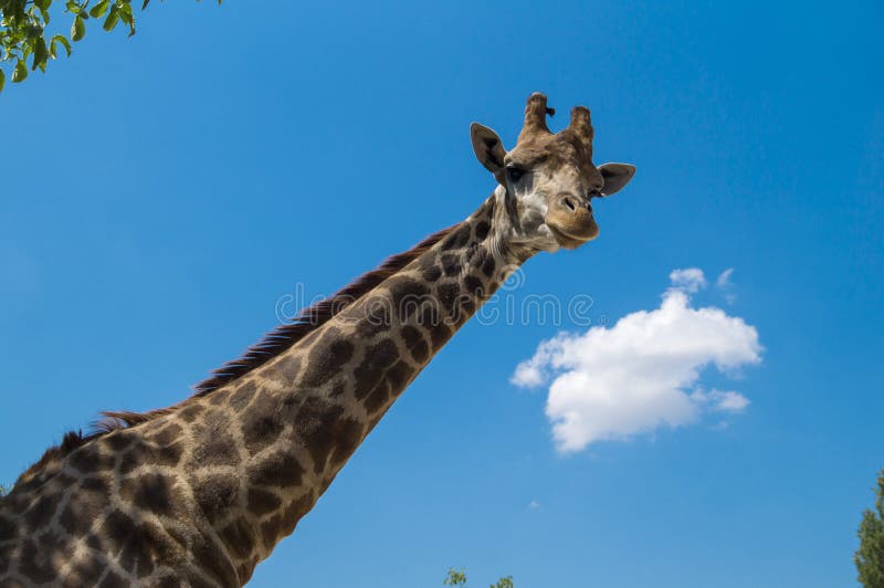 Giraffe looking in camera stock image. Image of beautiful - 69959109