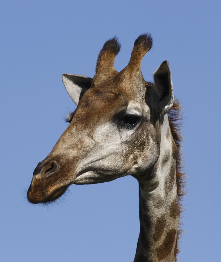 Giraffe looking down stock image. Image of wild, grazing - 2242707