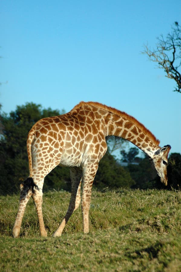 Giraffe looking down stock image. Image of look, mammal - 2913823