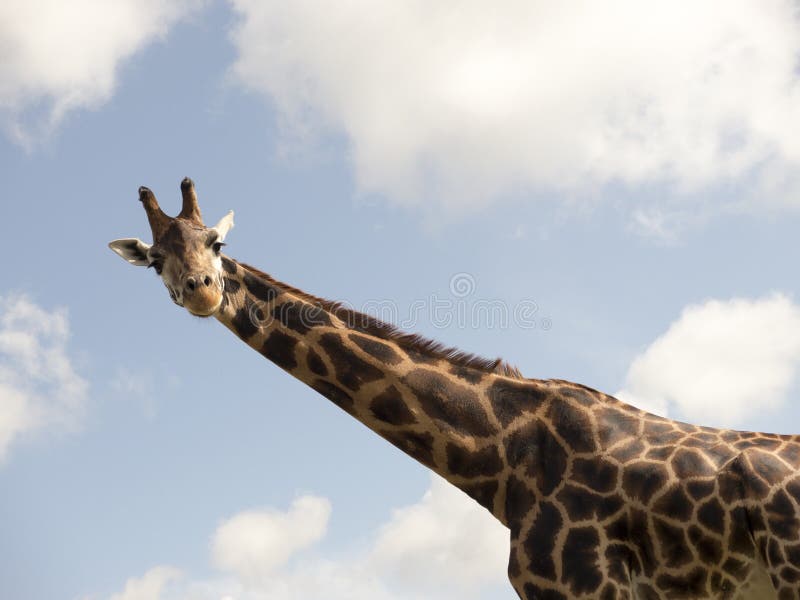 Giraffe Looking Down stock photo. Image of giraffe, mammal - 45288608
