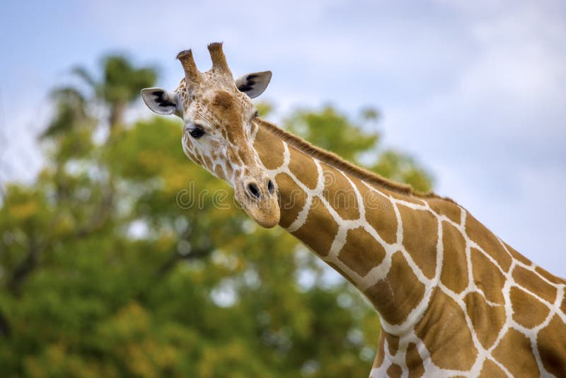 Giraffe looking around stock image. Image of long, wildlife - 123738503
