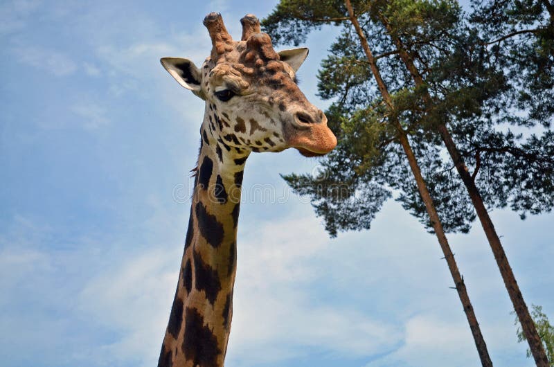 A Giraffe Looking Down from the Height To the Camera Stock Photo - Image of questioning, safari ...