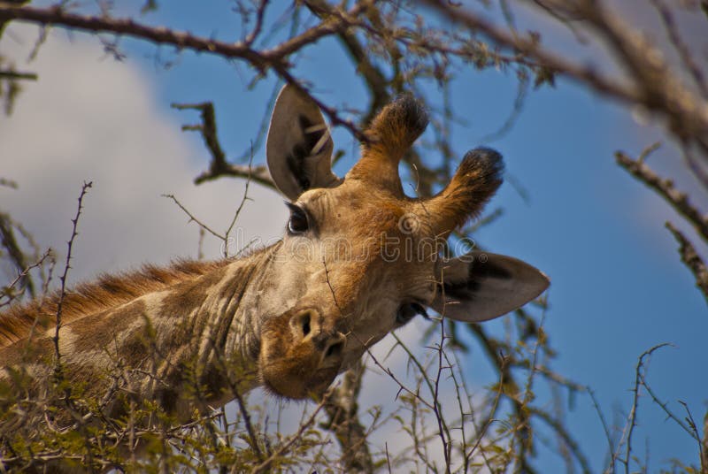 Giraffe Looking Down from High through Tree Branches Stock Photo ...