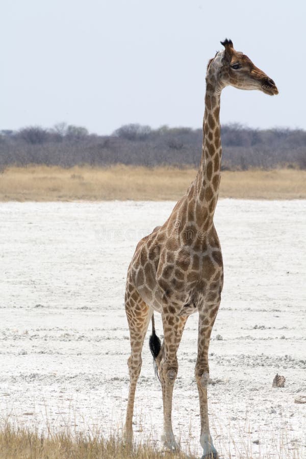 Desert Giraffe Looking Left Stock Photo - Image of africa, nature: 20428094