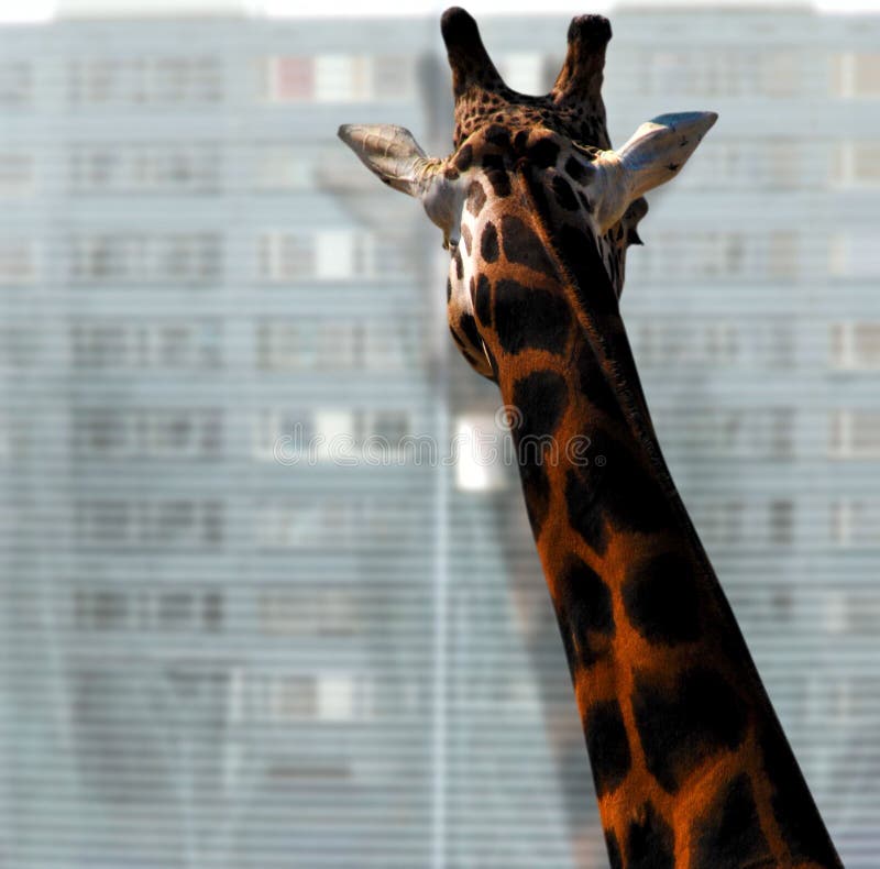 Giraffe Looking Out of the Window Stock Photo - Image of estate ...