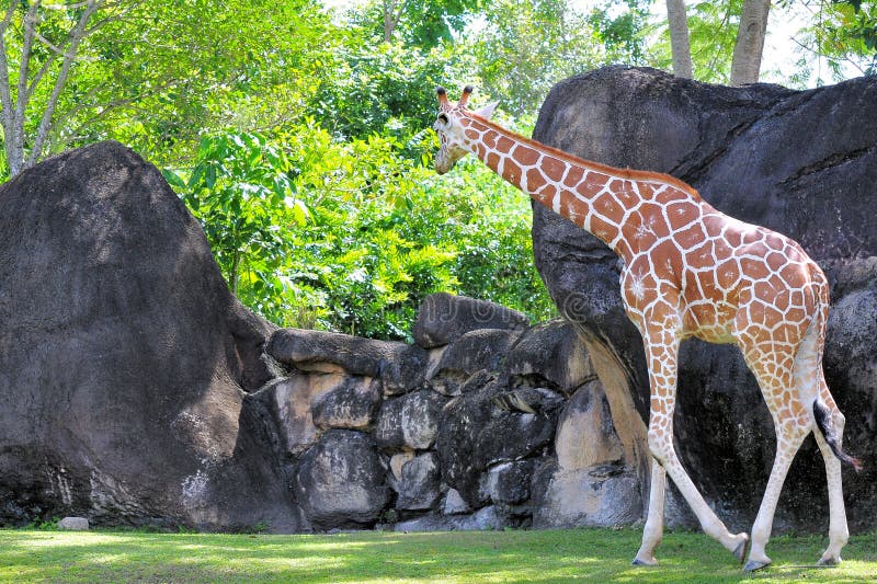 Giraffe Looking Over Boulders Stock Image - Image of africa, portraits ...