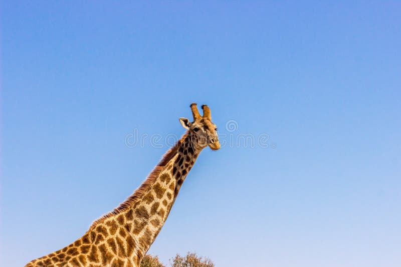 Giraffe Looking at the Camera Stock Photo - Image of neck, tall: 134367272