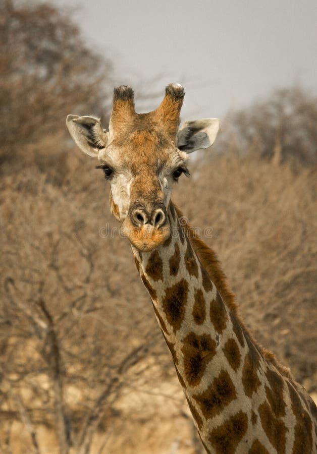 Giraffe looking at viewer stock image. Image of height - 31033597
