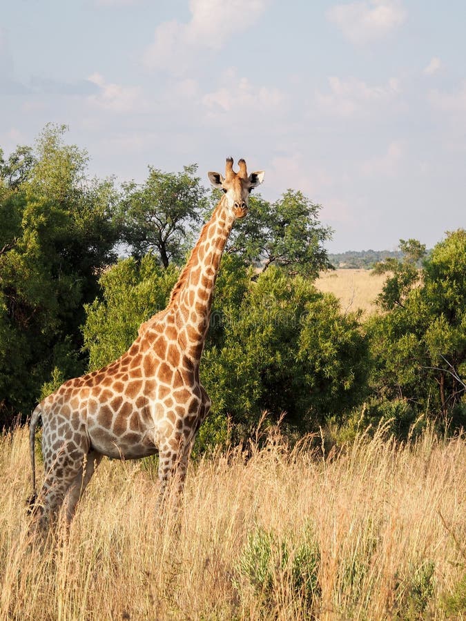 Giraffe looking at you stock image. Image of kenya, ears - 2913691