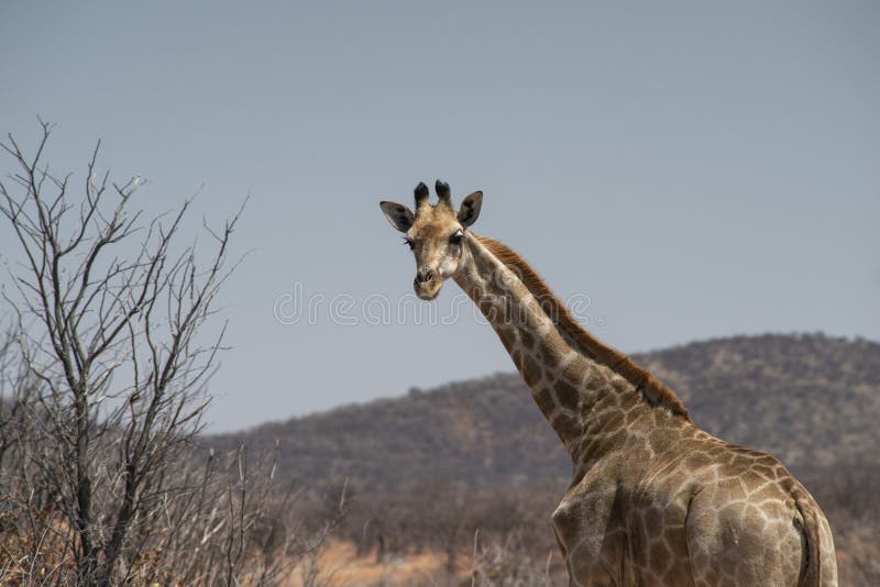 Giraffe looks back stock photo. Image of sunny, giraffe - 254743456