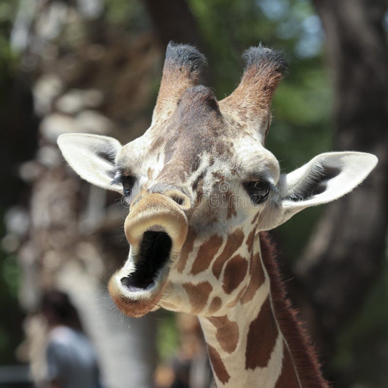 A Giraffe Looks Like it S Singing Stock Photo - Image of mouths, africa ...