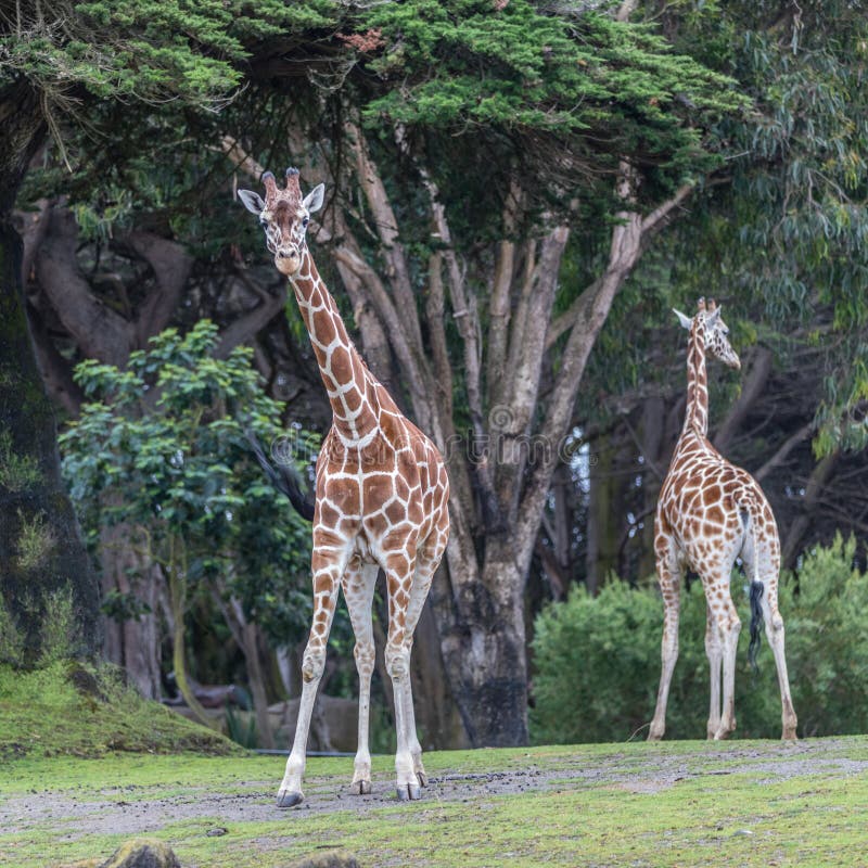 Giraffe Looks into the Camera Stock Photo - Image of south, africa ...