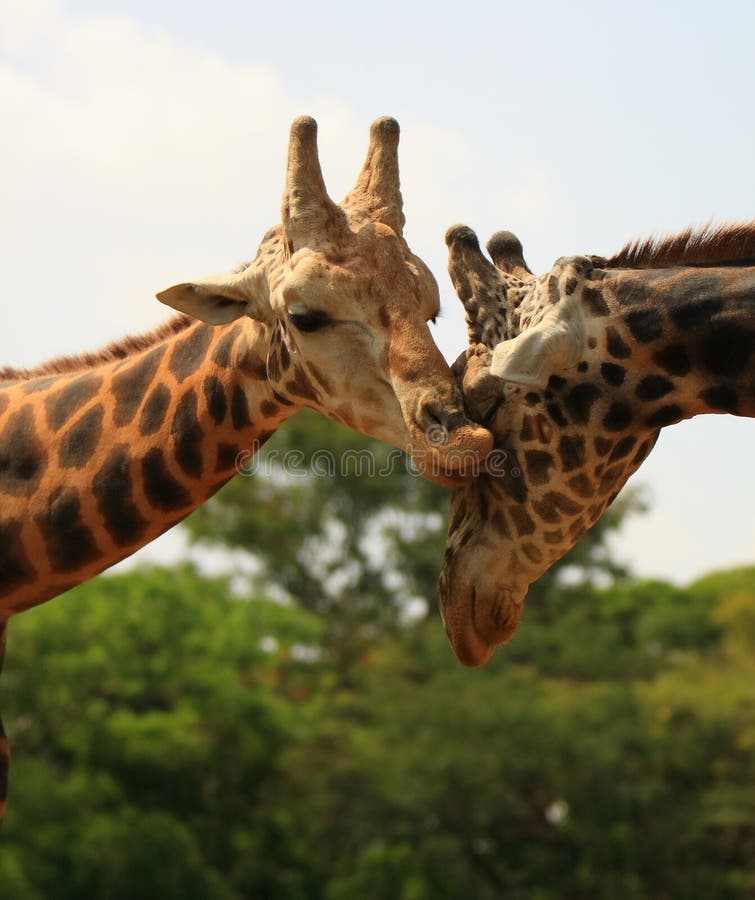 Giraffe love stock image. Image of legs, conservation - 5320431
