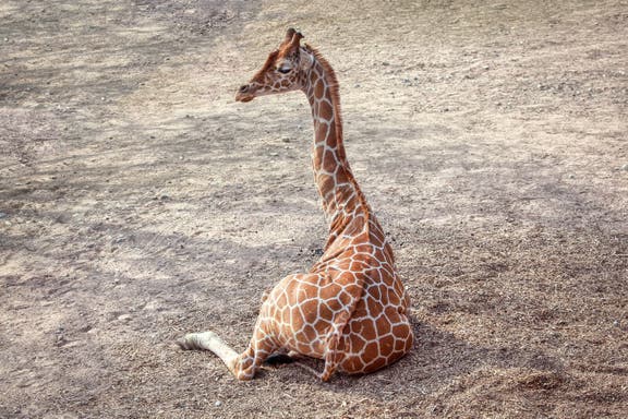 Giraffe lying down stock image. Image of cute, mammal - 148414051