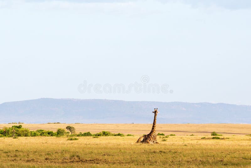 Giraffe Lying Down in the Landscape Stock Image - Image of savanna ...