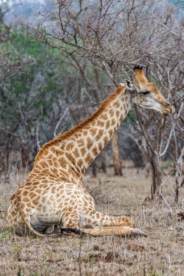 Giraffe Lying in Kruger Park Stock Photo - Image of giraffe, kruger ...
