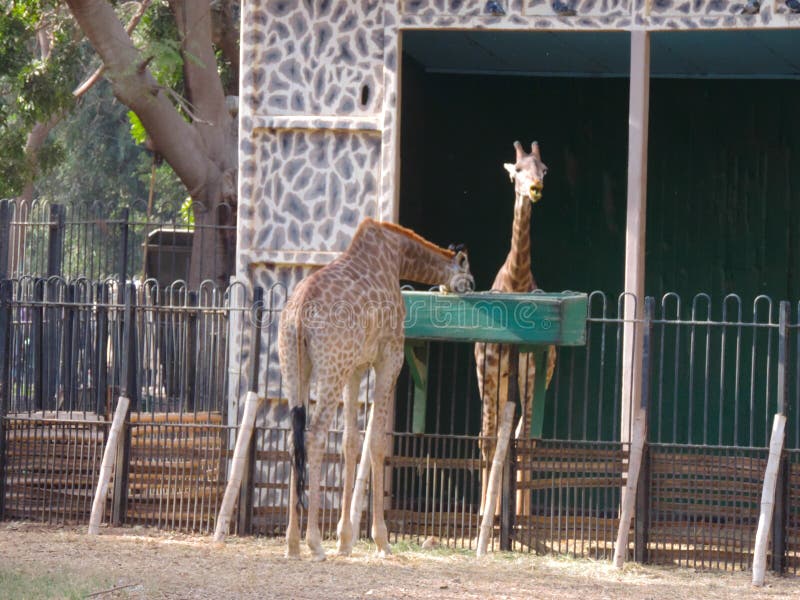 Giraffe stock image. Image of destination, cairo, girl - 98613443