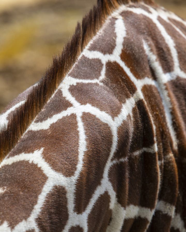 Markings of a giraffe stock image. Image of abstract - 26203439