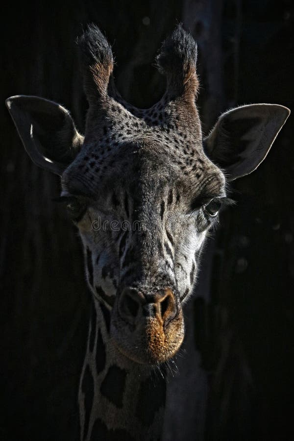 156 Giraffe Side Profile Head Neck Stock Photos - Free & Royalty-Free ...