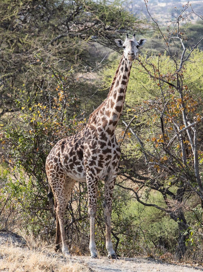 Giraffe stock image. Image of nature, race, masai, safari - 157621903