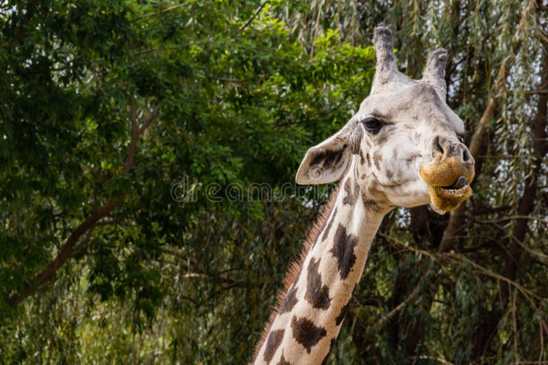 Giraf Met Een Tong Die Uit Plakken Stock Foto - Image of vlekken, neus ...