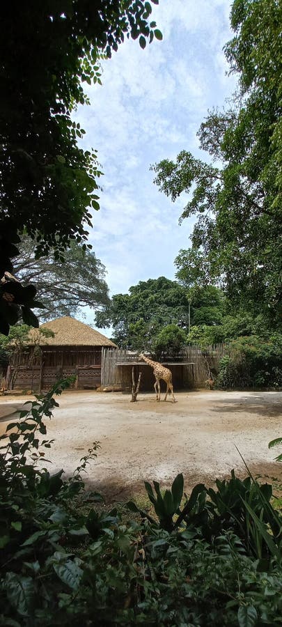 Giraffe in the Middle of the Zoo Stock Image - Image of tree, jungle ...