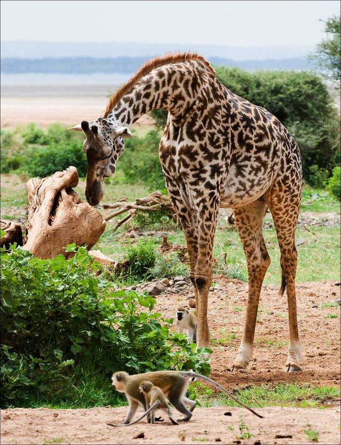 Giraffe Yawning stock image. Image of funny, nature, pattern - 20401617