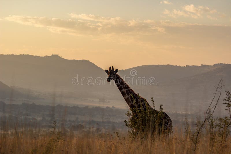 Giraffe in the morning stock photo. Image of pattern - 149810720