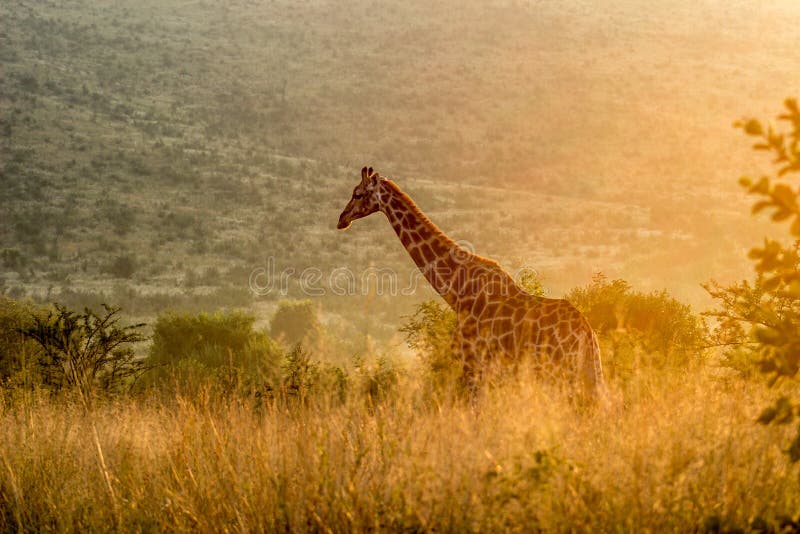 Giraffe and Morning Sunrise. Green Vegetation with Animal Portrait ...