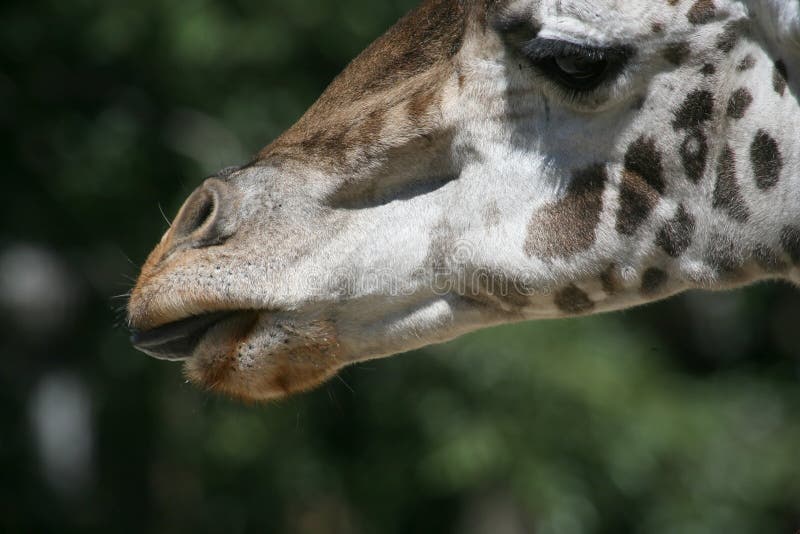 Giraffe mouth stock image. Image of hair, texture, yellow - 13194969