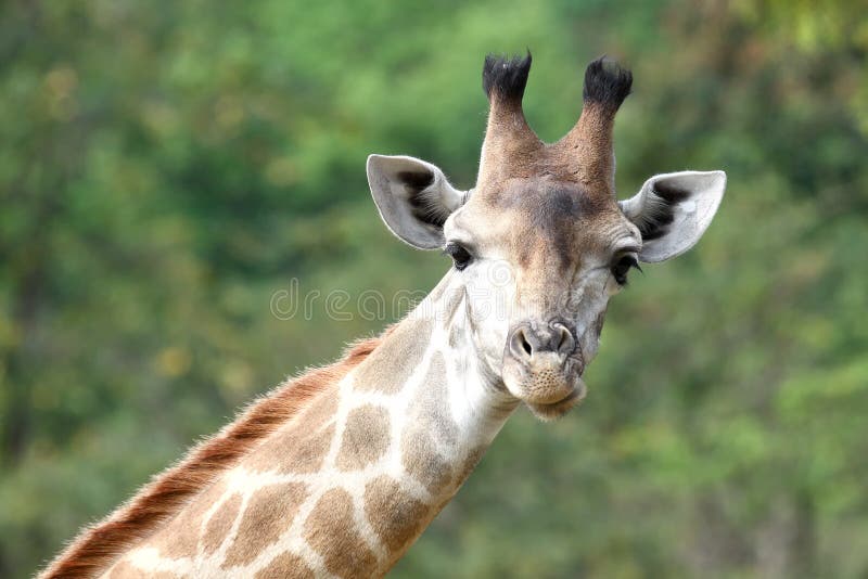 Giraffe Neck Coat stock photo. Image of mottle, natural - 687290