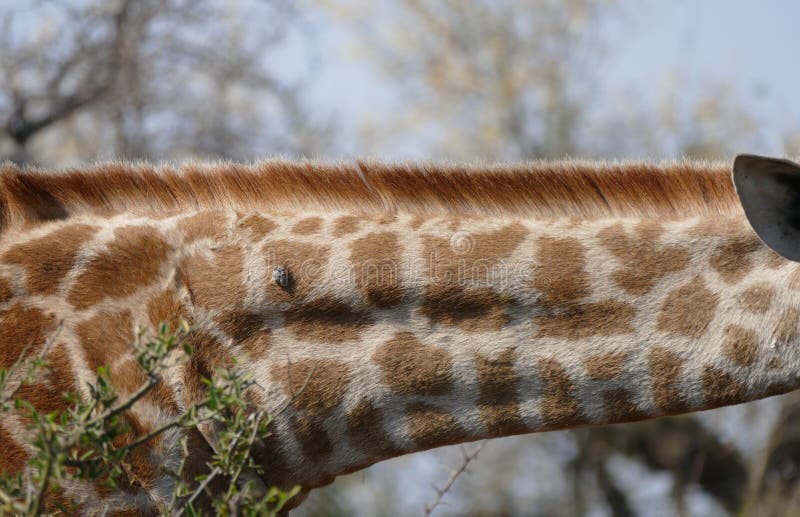 Giraffe muscle stock photo. Image of nature, african - 52991074