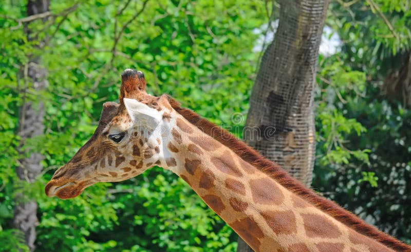Giraffe neck close up stock photo. Image of muzzle, dromedary - 56527452