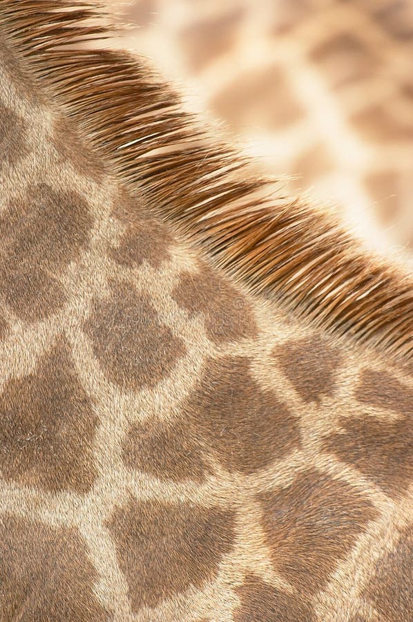 Giraffe Fur Texture 1 - Fine Detail Stock Photo - Image of pattern ...