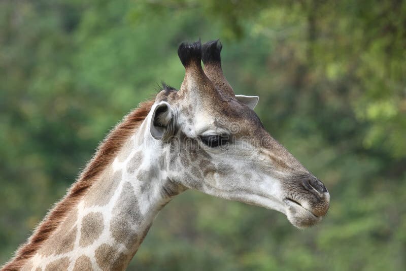 Giraffe Neck stock photo. Image of eyes, legs, safari - 14819842