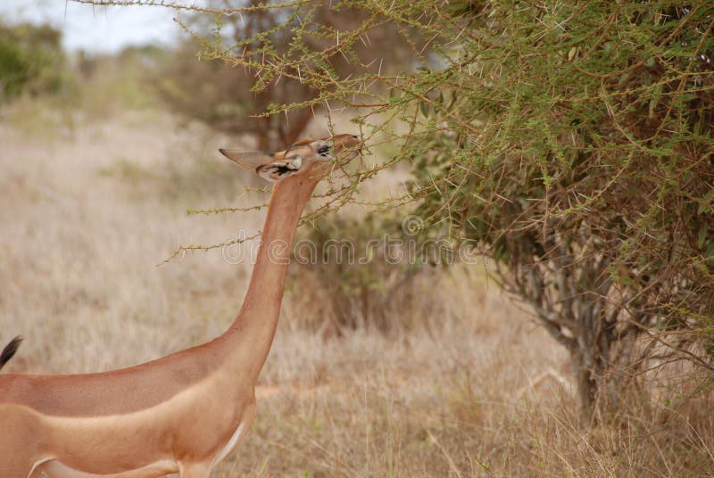 Giraffe-necked Antelope stock image. Image of feed, vacation - 12841771