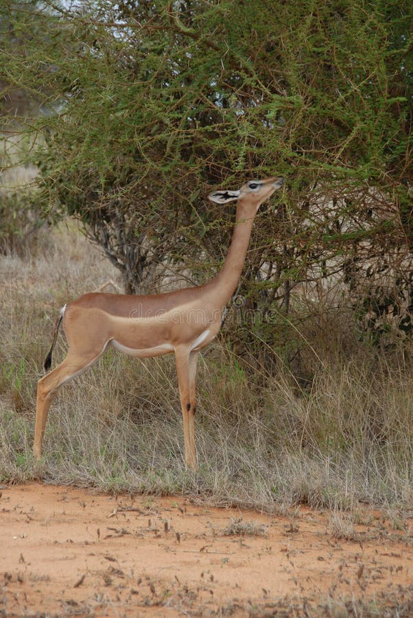 Giraffe-necked Antelope stock photo. Image of kenya, gerenuk - 12841800
