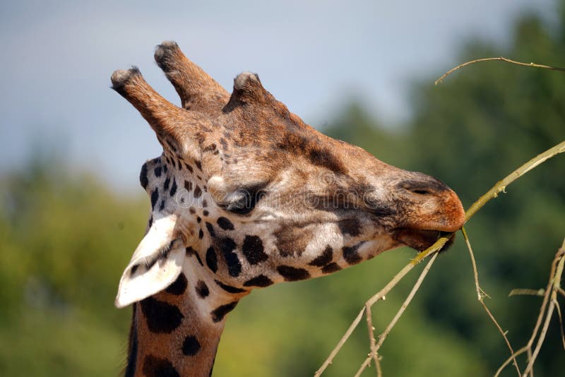 Giraffe Nibbling on a Branch Stock Photo - Image of eating, mammal ...