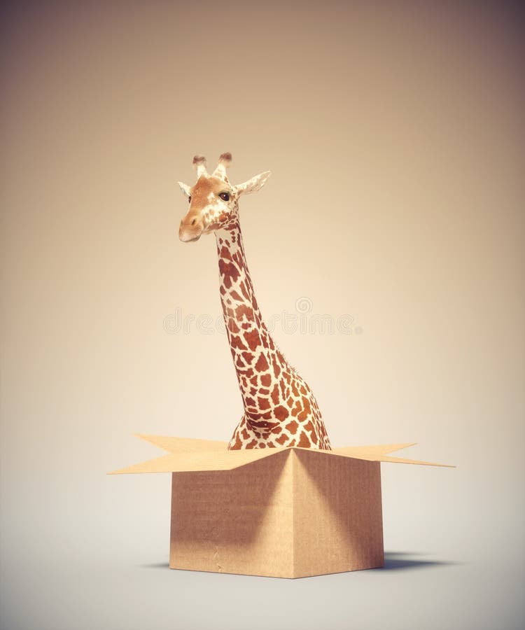 Giraffe out of the box stock photo. Image of surreal - 240435258