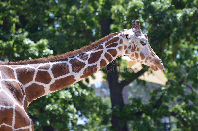 Giraffe stock photo. Image of park, balance, natural - 94040084