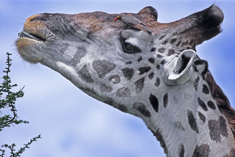 Giraffe and Oxpecker stock image. Image of serengeti, wildlife - 7668487