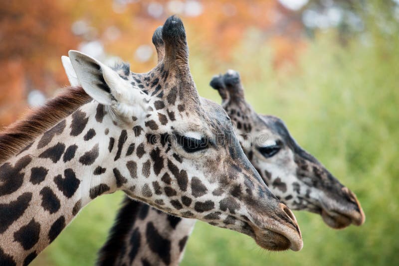 Giraffe Pair stock image. Image of united, states, mammal - 40276023