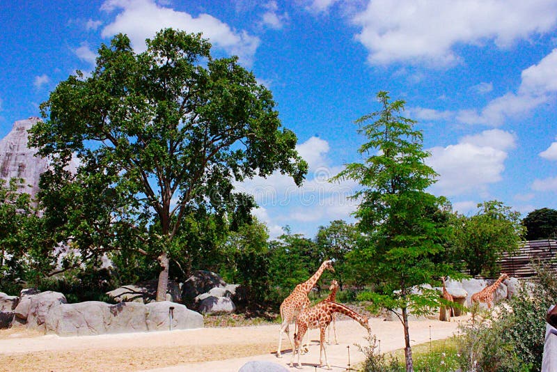 Giraffe in zoo stock photo. Image of cute, africa, france - 237509906