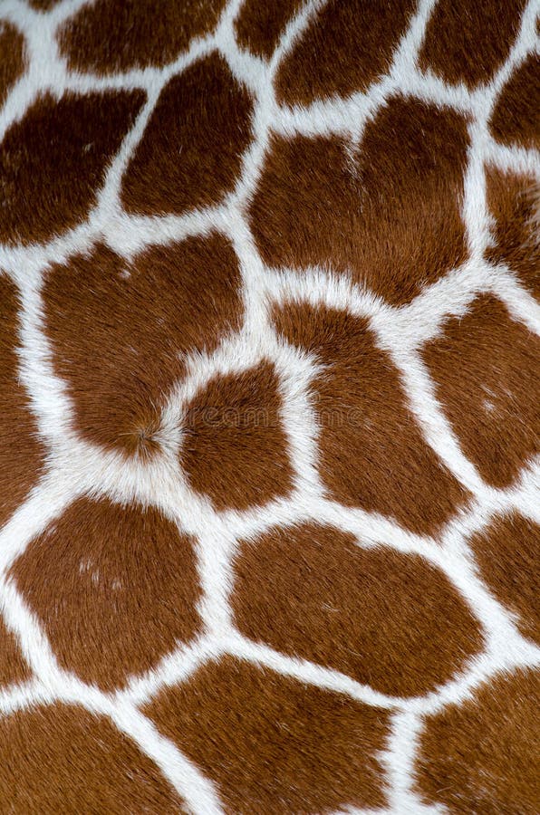 Real Giraffe Pattern