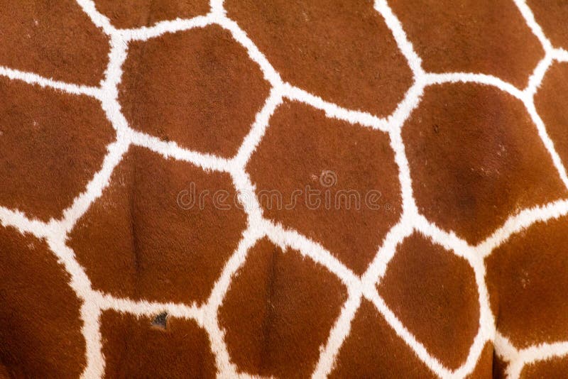 Giraffe pattern stock photo. Image of giraffe, giraffa - 32235648