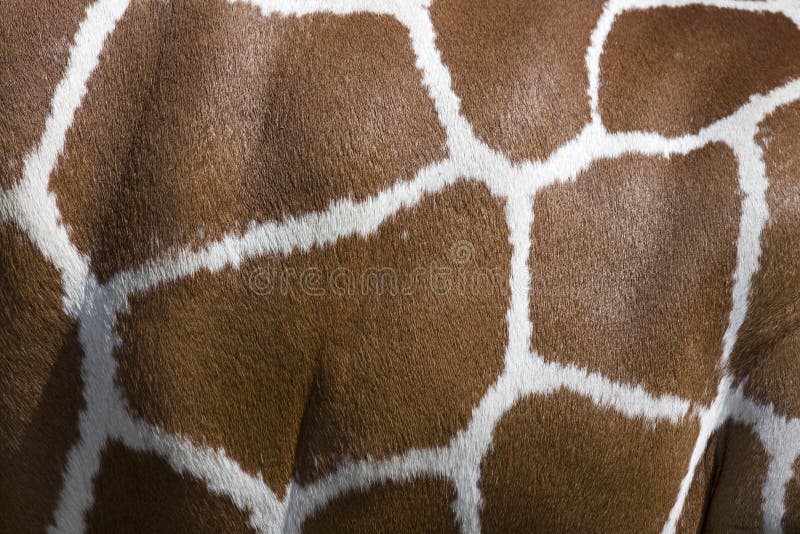 Giraffe Patterns stock photo. Image of wild, mammal, wildlife - 10872924